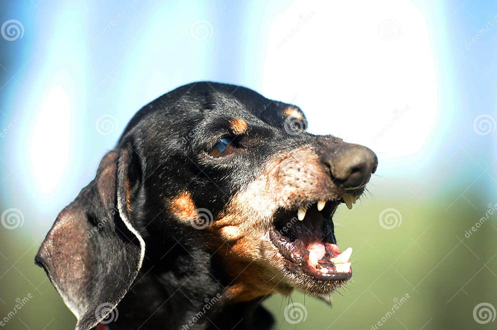 Angry dachshund stock photo. Image of bodied, attack - 26498680