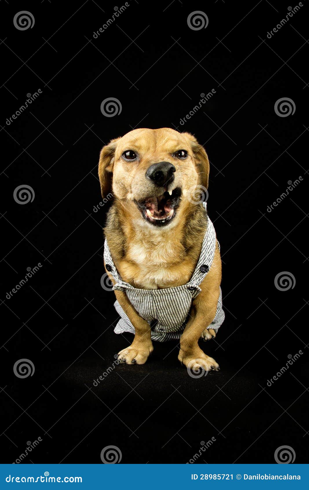 Angry dachshund stock image. Image of head, excitement - 28985721