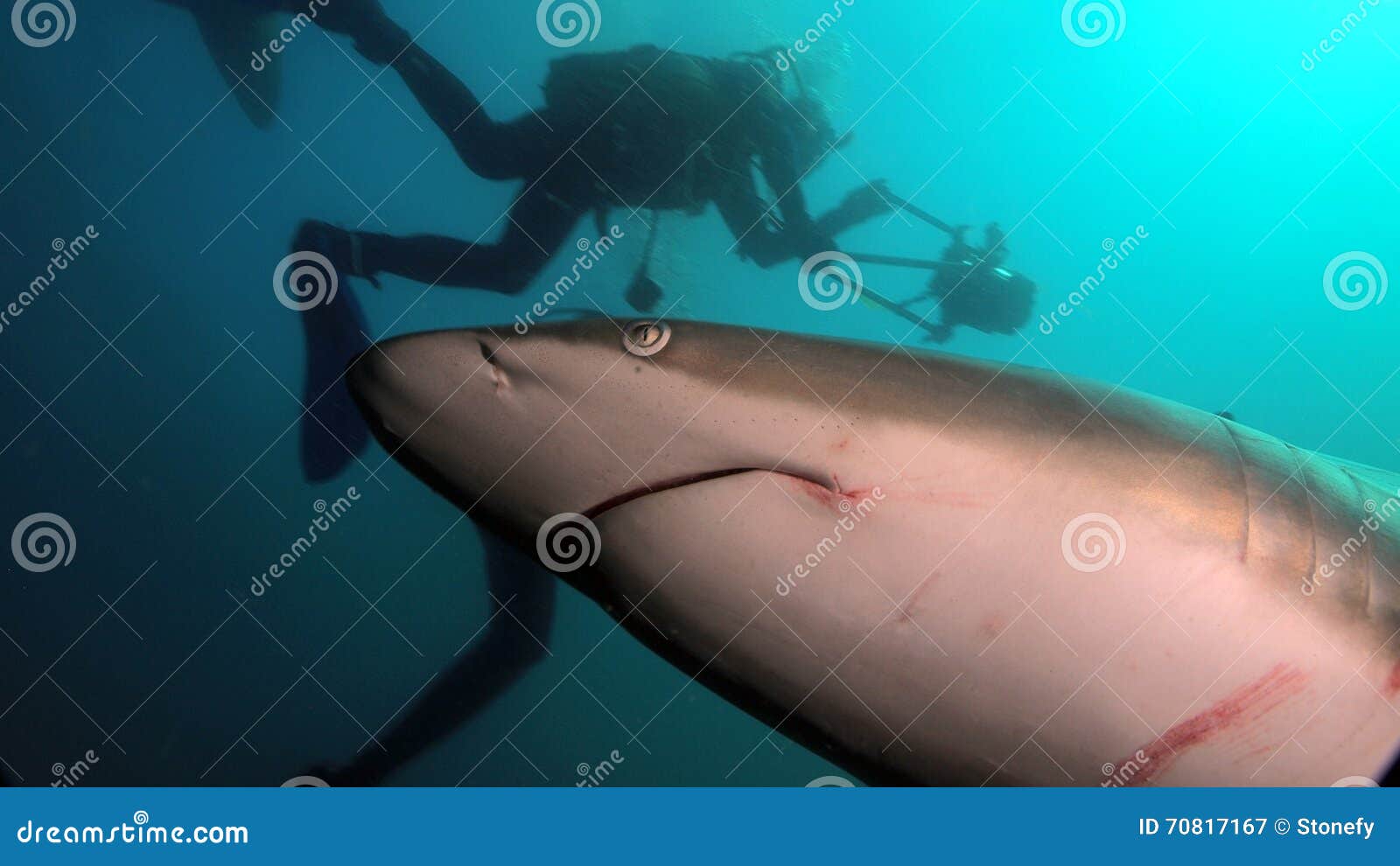 Angry dark shark stock image. Image of fish, ponta, lemon - 70817167