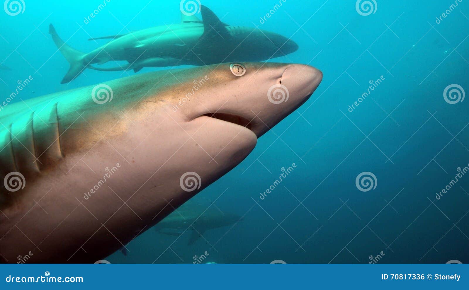 Angry dark shark stock photo. Image of lemon, africa - 70817336