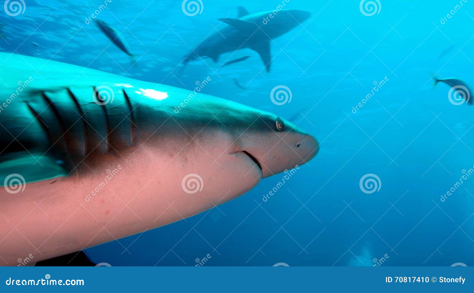 Angry dark shark stock photo. Image of majesty, close - 70817410