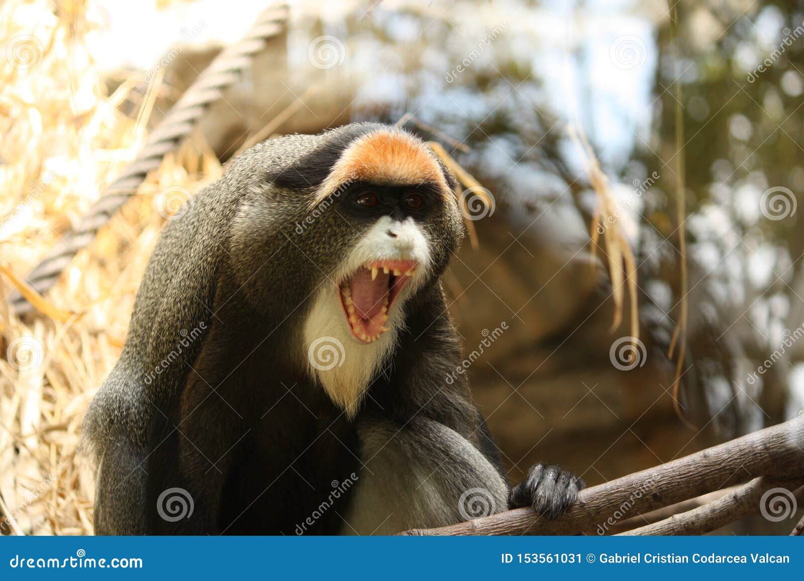Angry Ape Stock Photos - Download 940 Royalty Free Photos