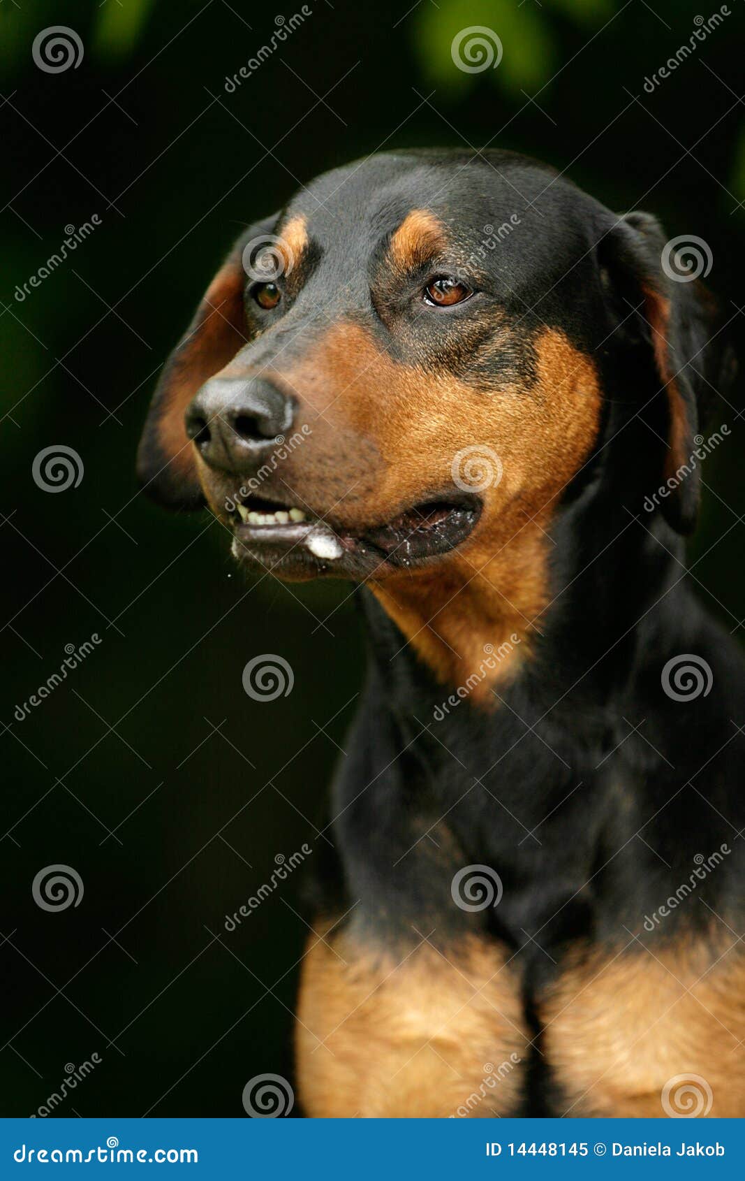 Angry doberman dog stock image. Image of glad, haired - 14448145