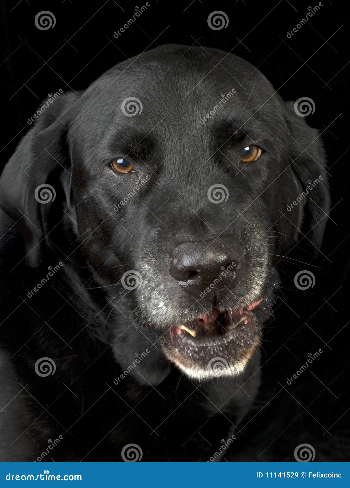 Angry dog stock image. Image of pooch, nose, puppy, black - 11141529
