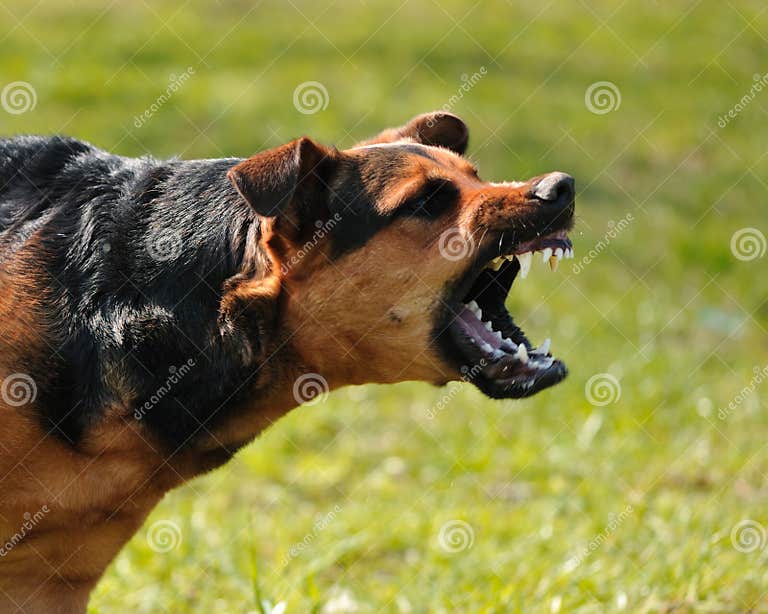 Angry dog stock photo. Image of forceful, hatred, savage - 14376710