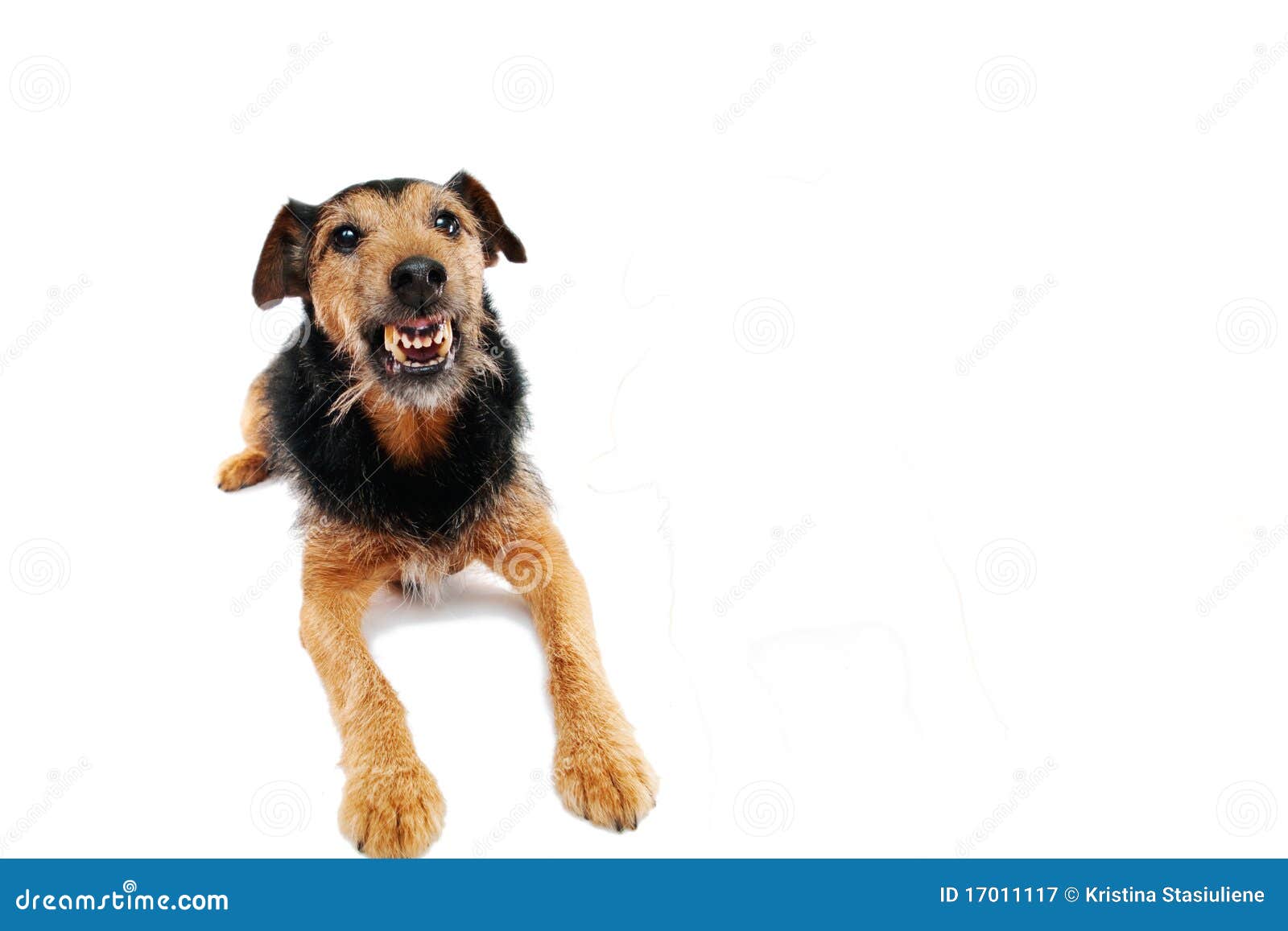 Angry Dog Royalty Free Stock Photography - Image: 17011117