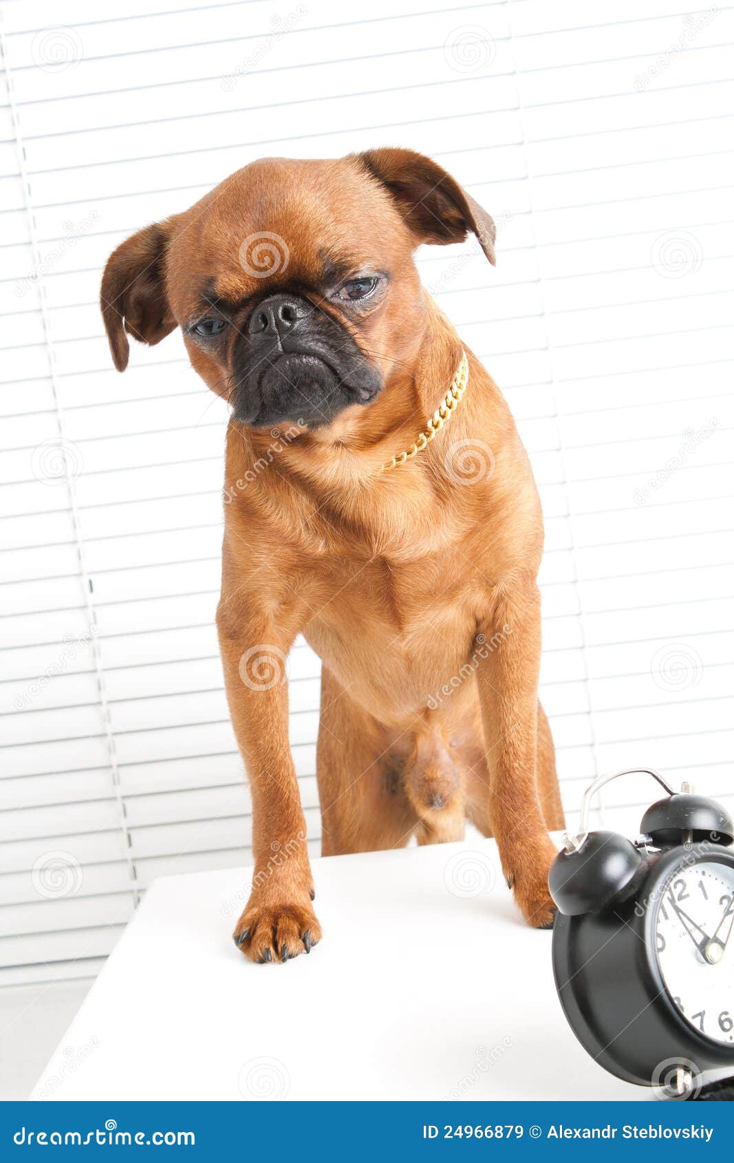 Angry Dog Royalty Free Stock Images - Image: 24966879