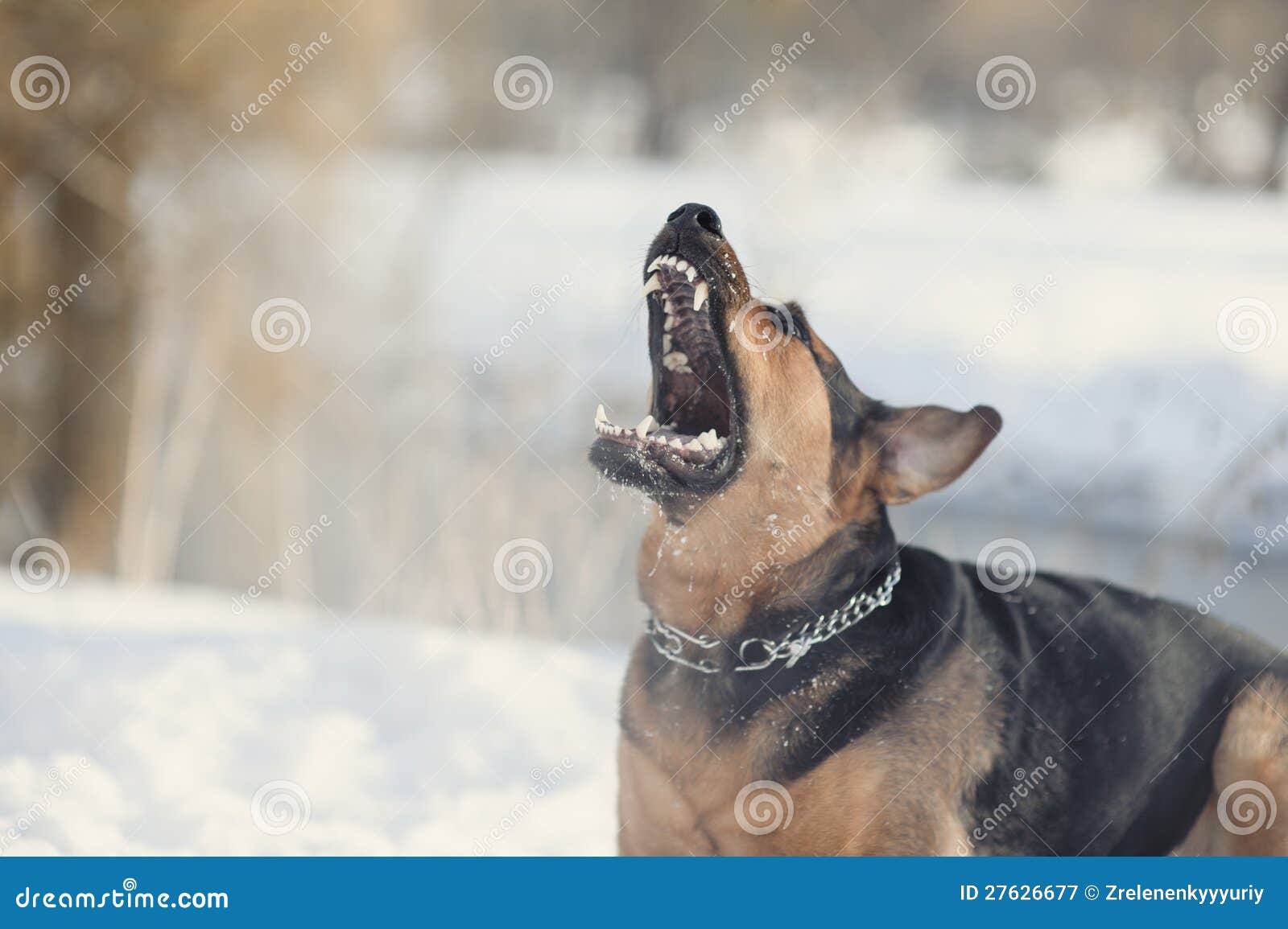 Angry Dog Royalty Free Stock Photography - Image: 27626677