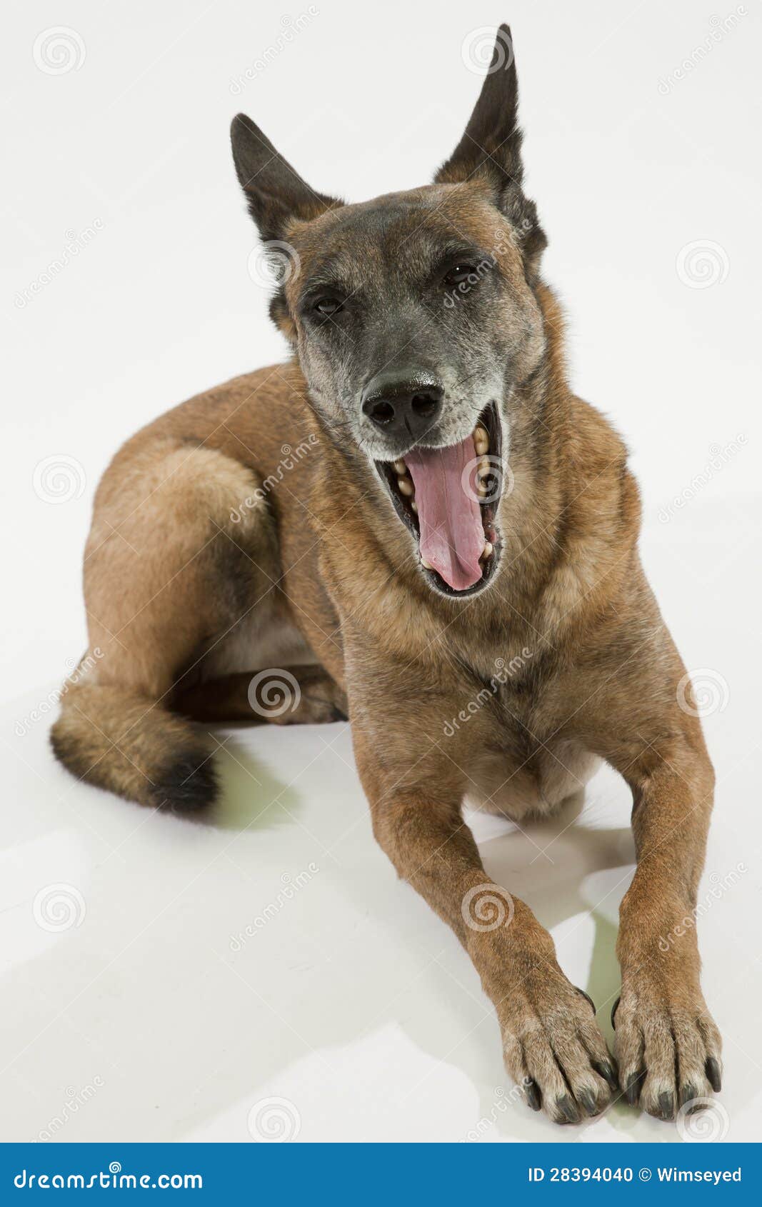 Angry dog stock photo. Image of domestic, belgian, animal - 28394040