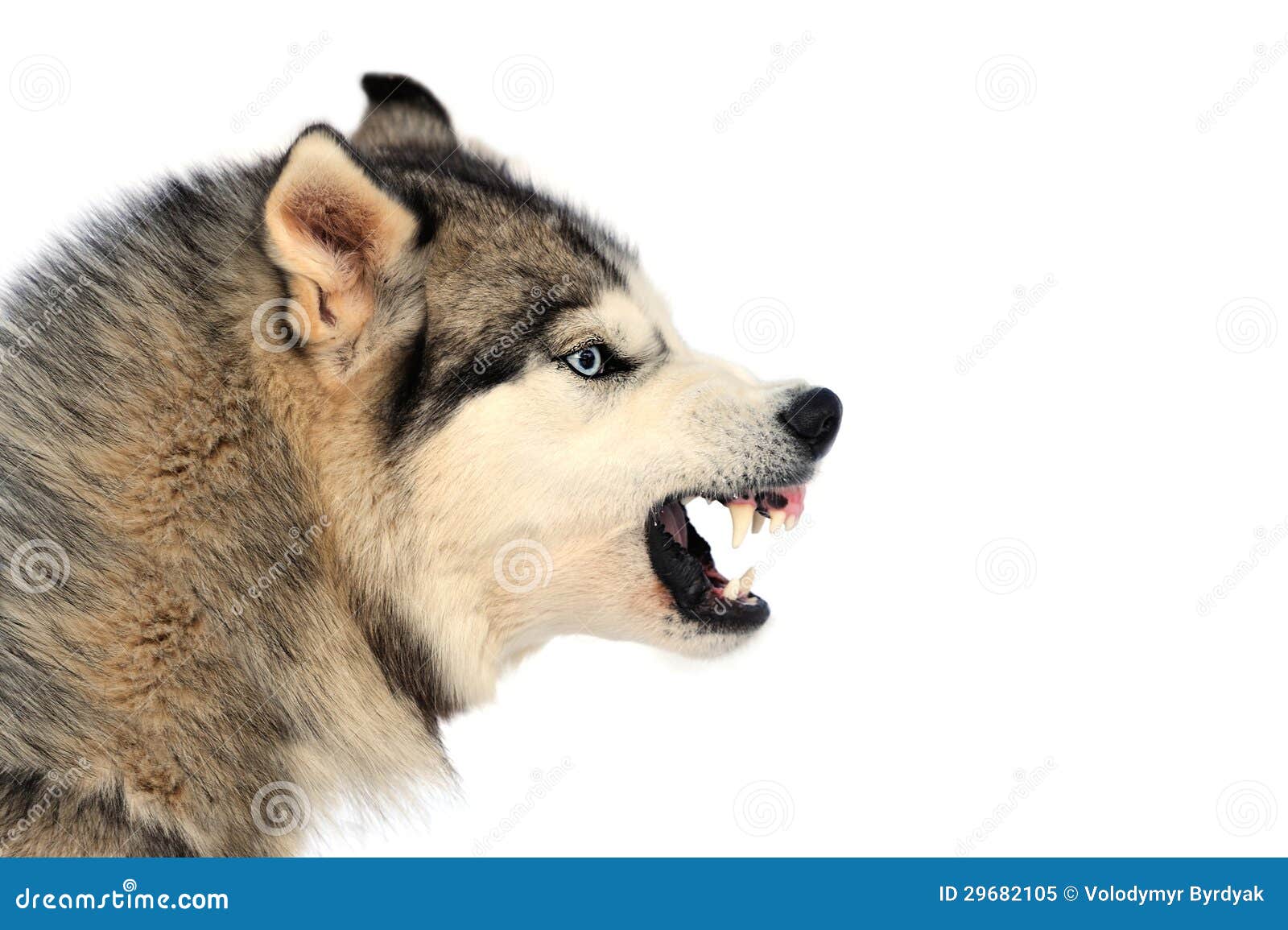 Angry dog stock image. Image of pedigree, fear, barking - 29682105