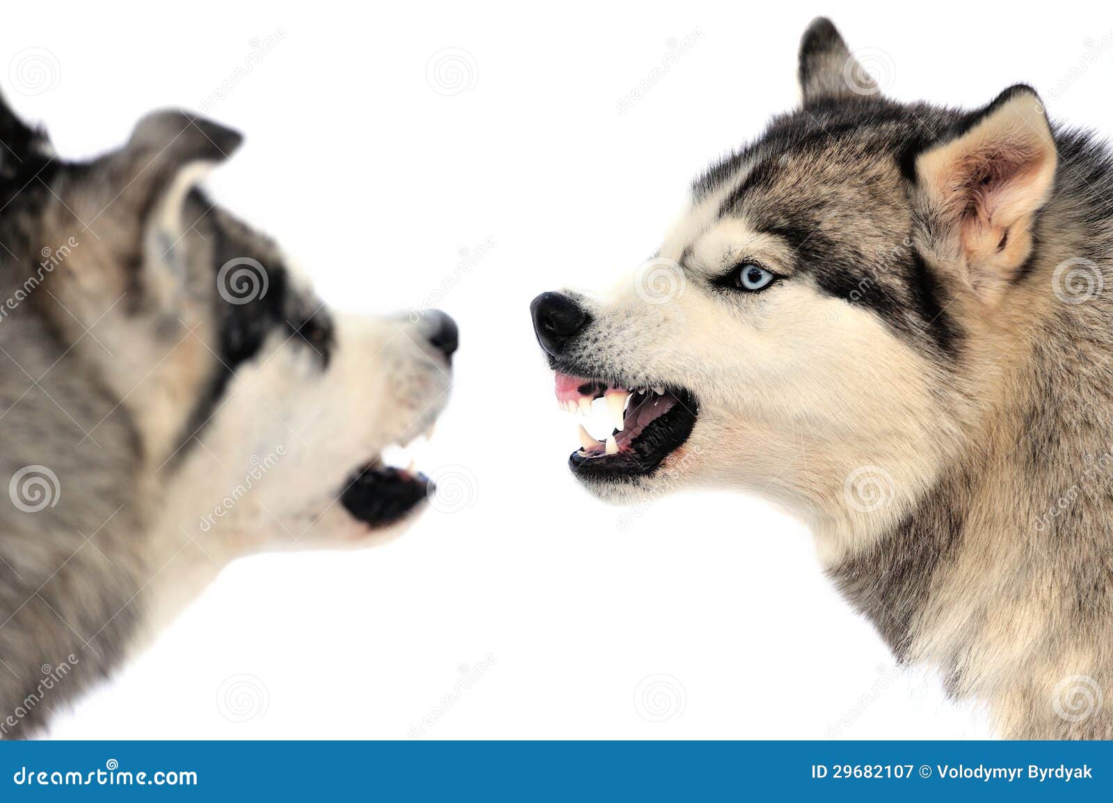 Angry dog stock image. Image of barking, friend, adorable - 29682107