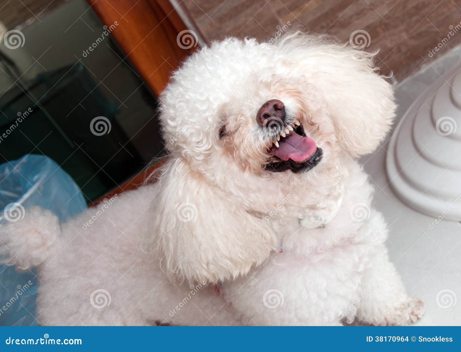 Angry Dog Growling stock photo. Image of sharp, violent - 38170964