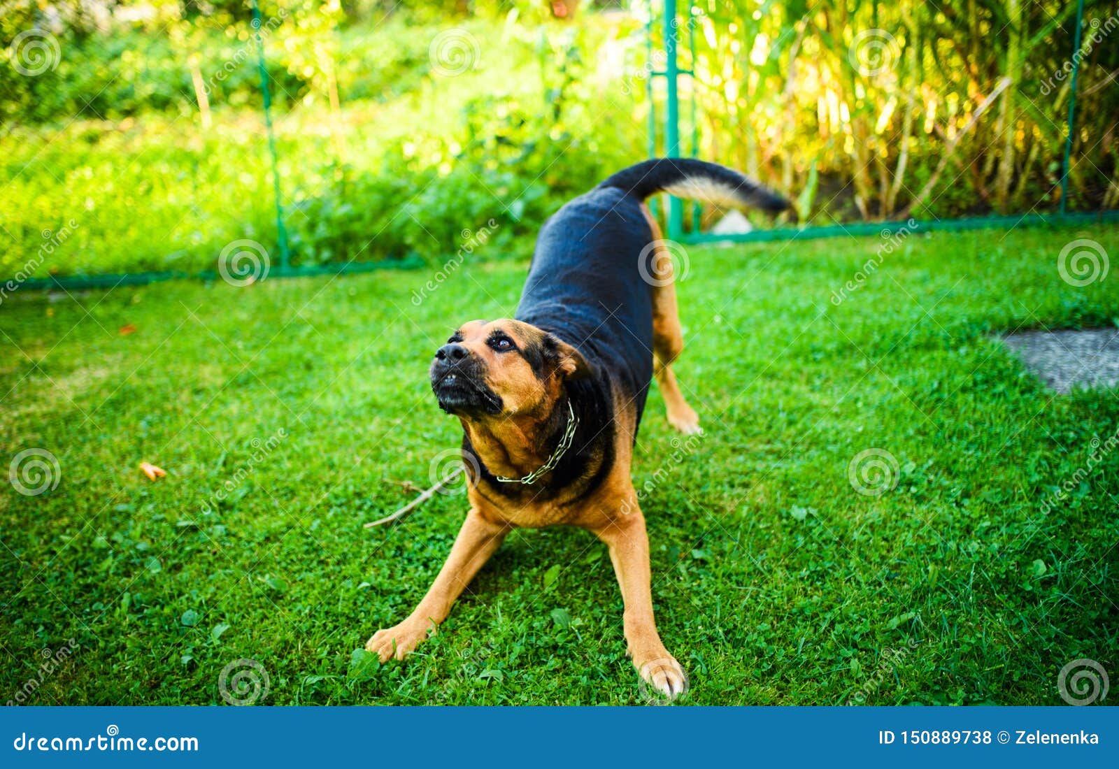 Angry Dog Attacks. the Dog Looks Aggressive and Dangerous Stock Photo ...