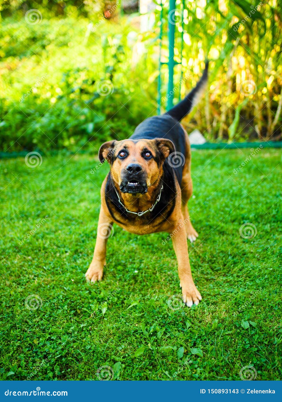 Angry Dog Attacks. the Dog Looks Aggressive and Dangerous Stock Image ...