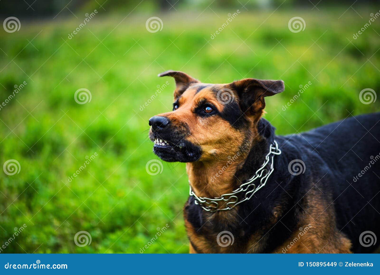 Angry Dog Attacks. the Dog Looks Aggressive and Dangerous Stock Image ...