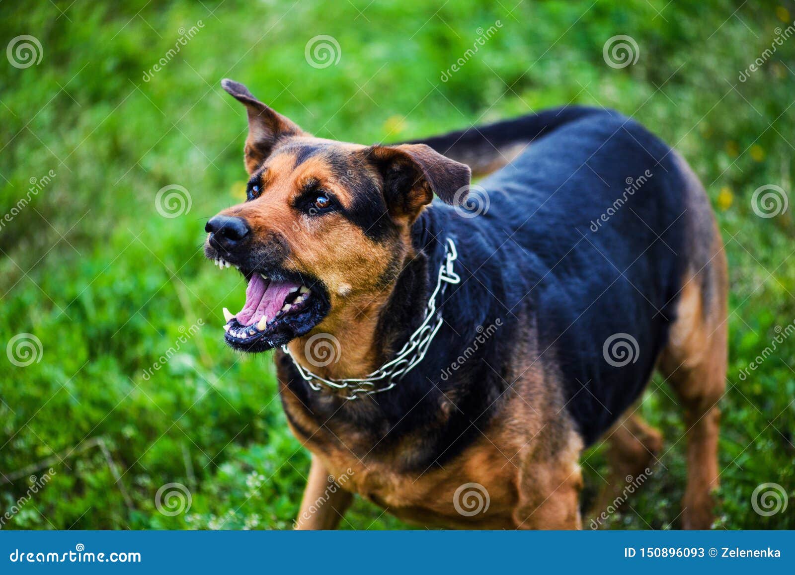 Angry Dog Attacks. the Dog Looks Aggressive and Dangerous Stock Image ...