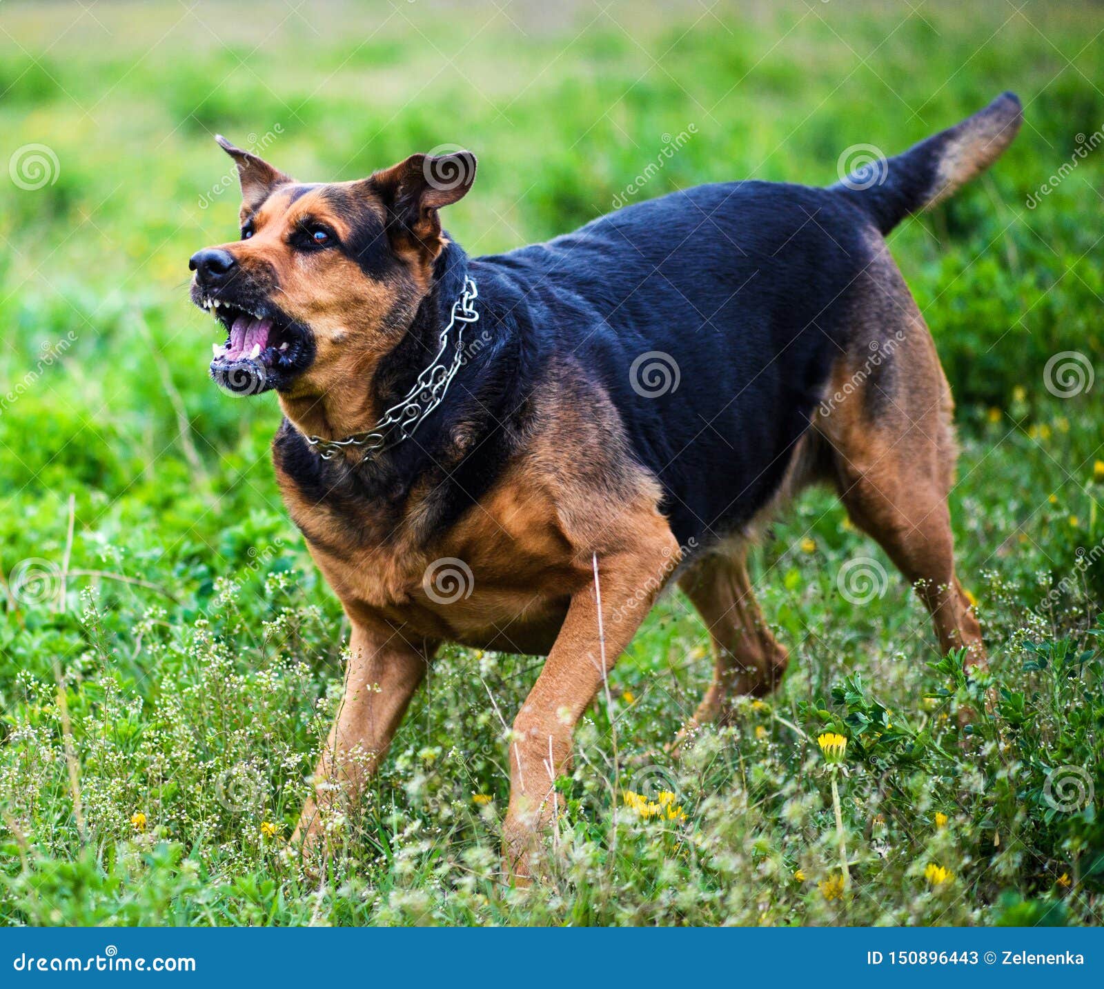 Angry Dog Attacks. the Dog Looks Aggressive and Dangerous Stock Image ... Angry Dog Attacks. the Dog Looks Aggressive and Dangerous Stock Image ...