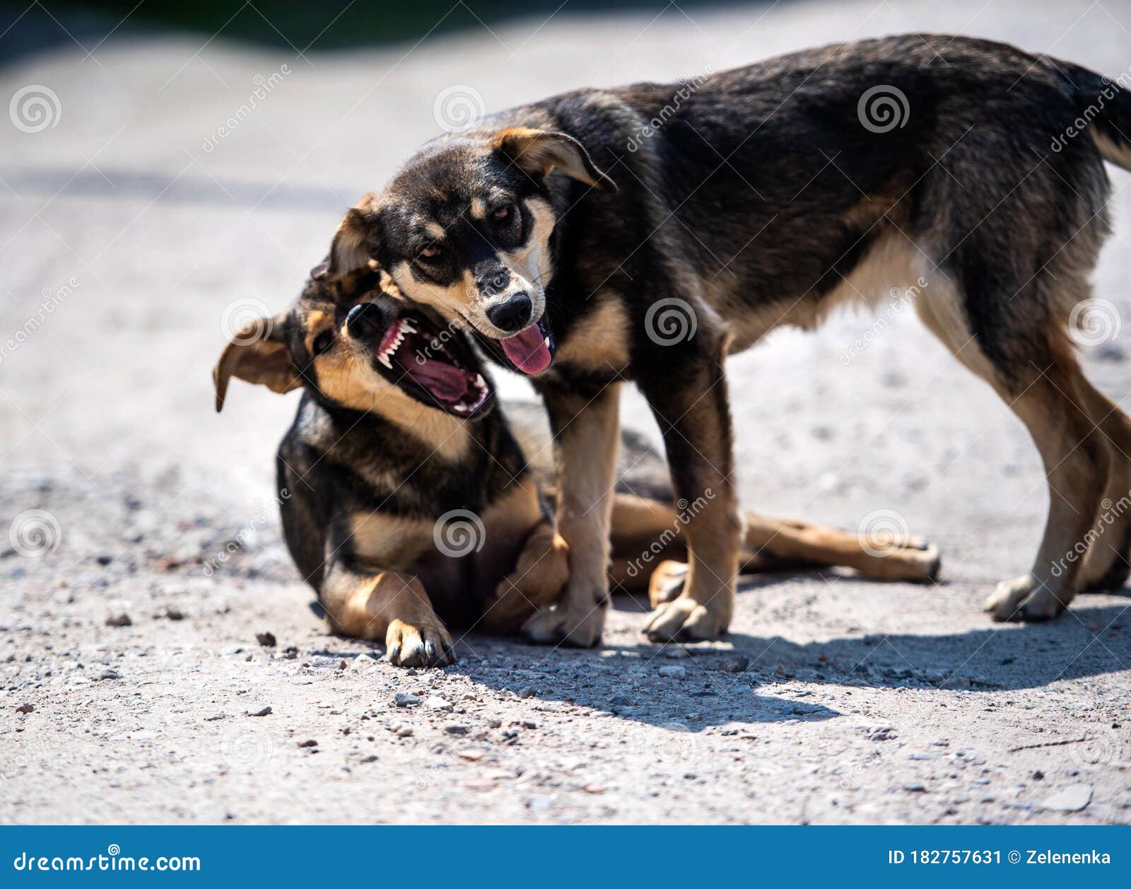 Angry Dog Attacks. the Dog Looks Aggressive and Dangerous Stock Image ...