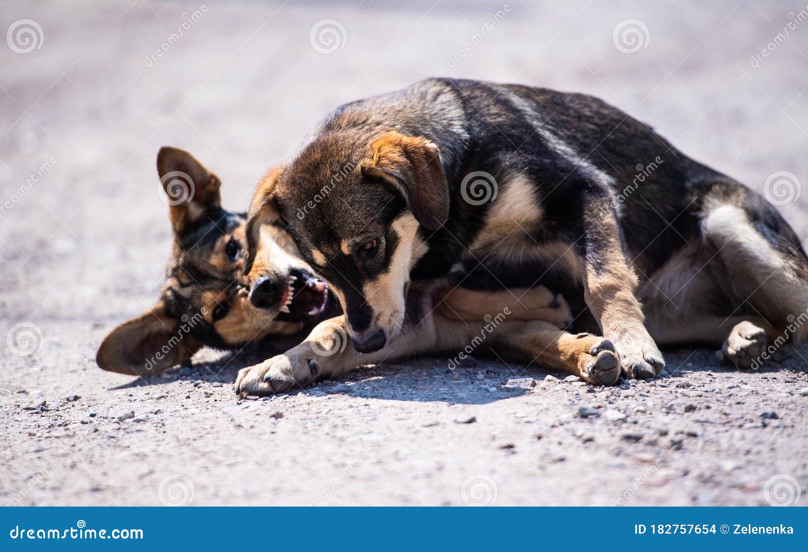 Angry Dog Attacks. the Dog Looks Aggressive and Dangerous Stock Photo ...