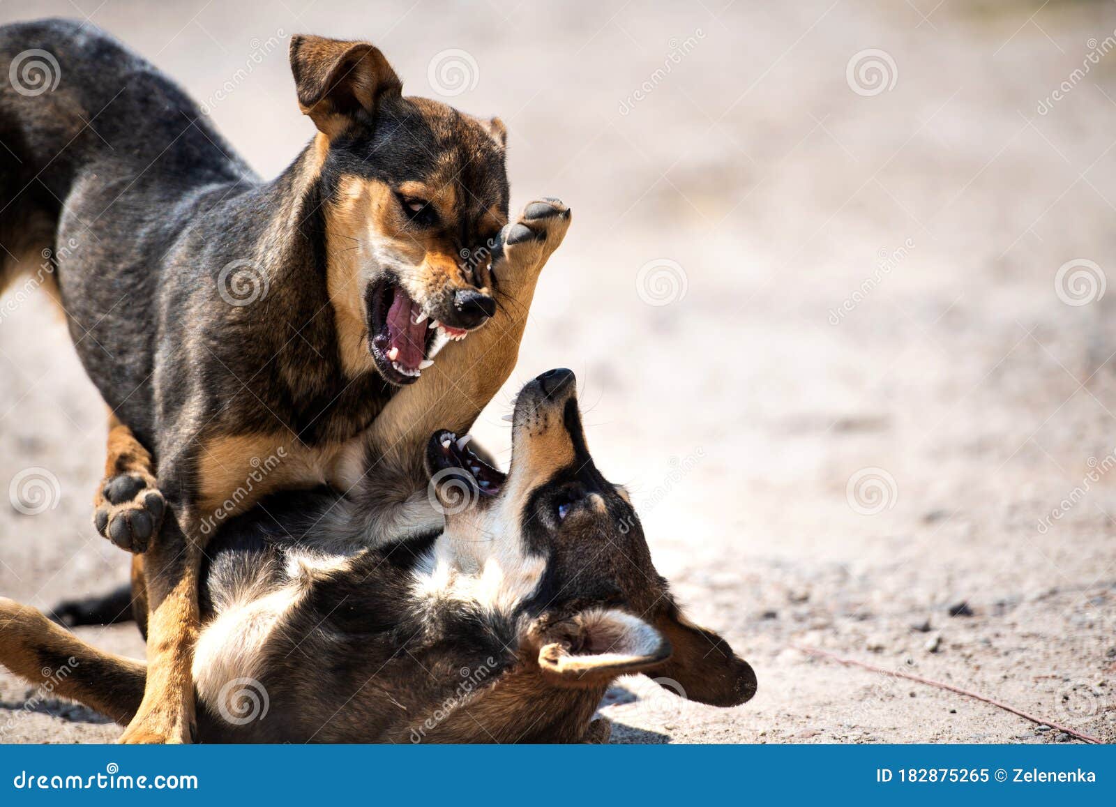 Angry Dog Attacks. the Dog Looks Aggressive and Dangerous Stock Image ...