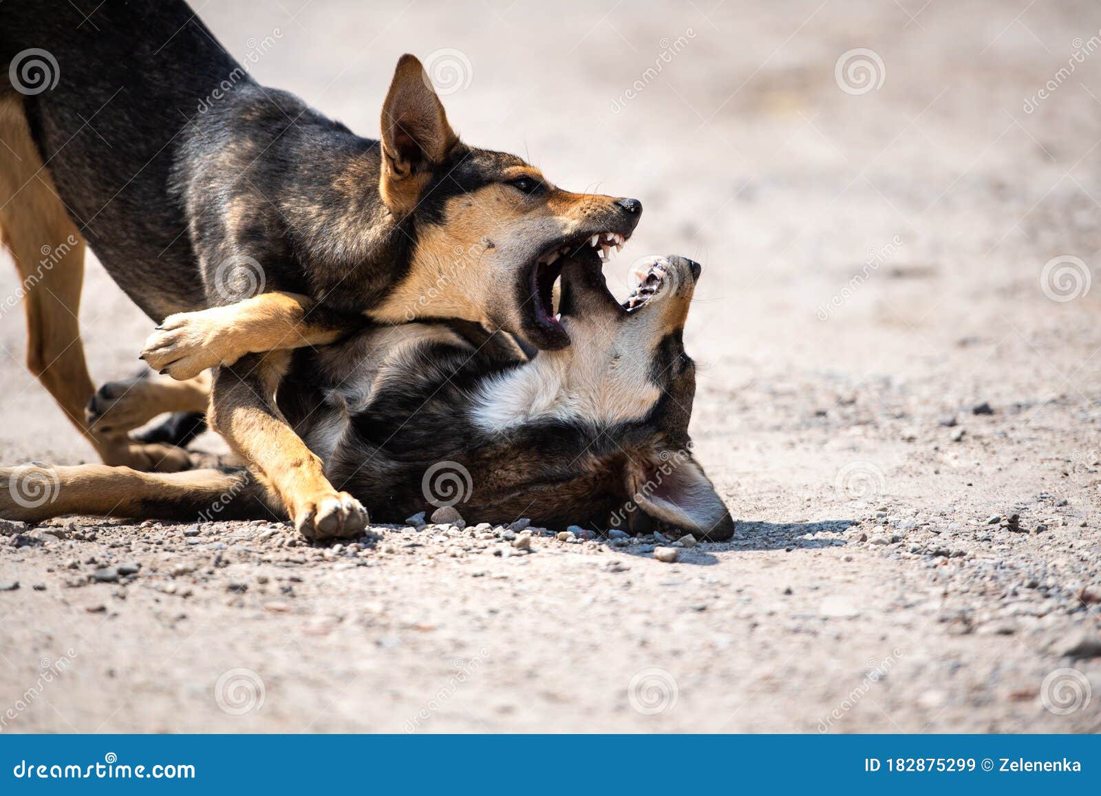 Angry Dog Attacks. the Dog Looks Aggressive and Dangerous Stock Image ...