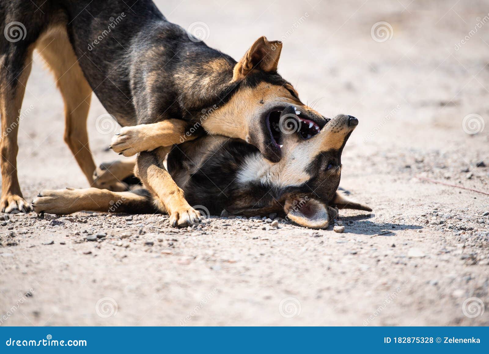 Angry Dog Attacks. the Dog Looks Aggressive and Dangerous Stock Photo ... Angry Dog Attacks. the Dog Looks Aggressive and Dangerous Stock Photo ...