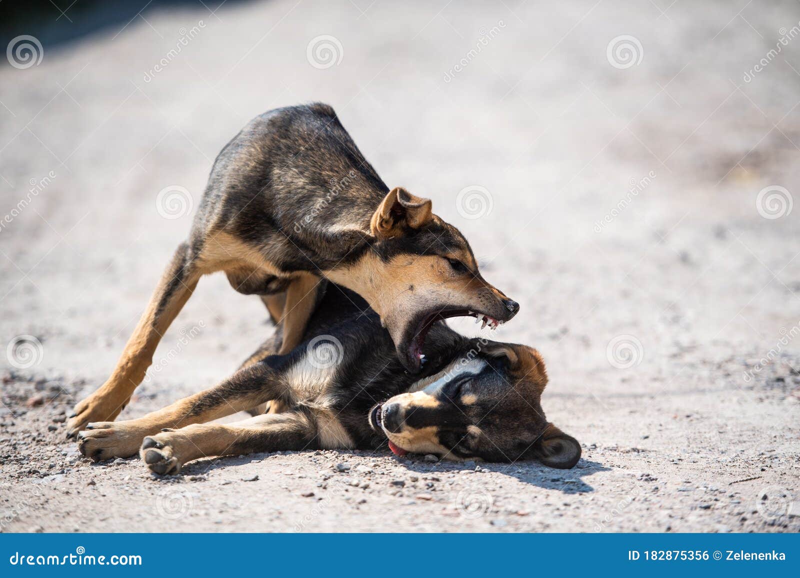 Angry Dog Attacks. the Dog Looks Aggressive and Dangerous Stock Photo ...