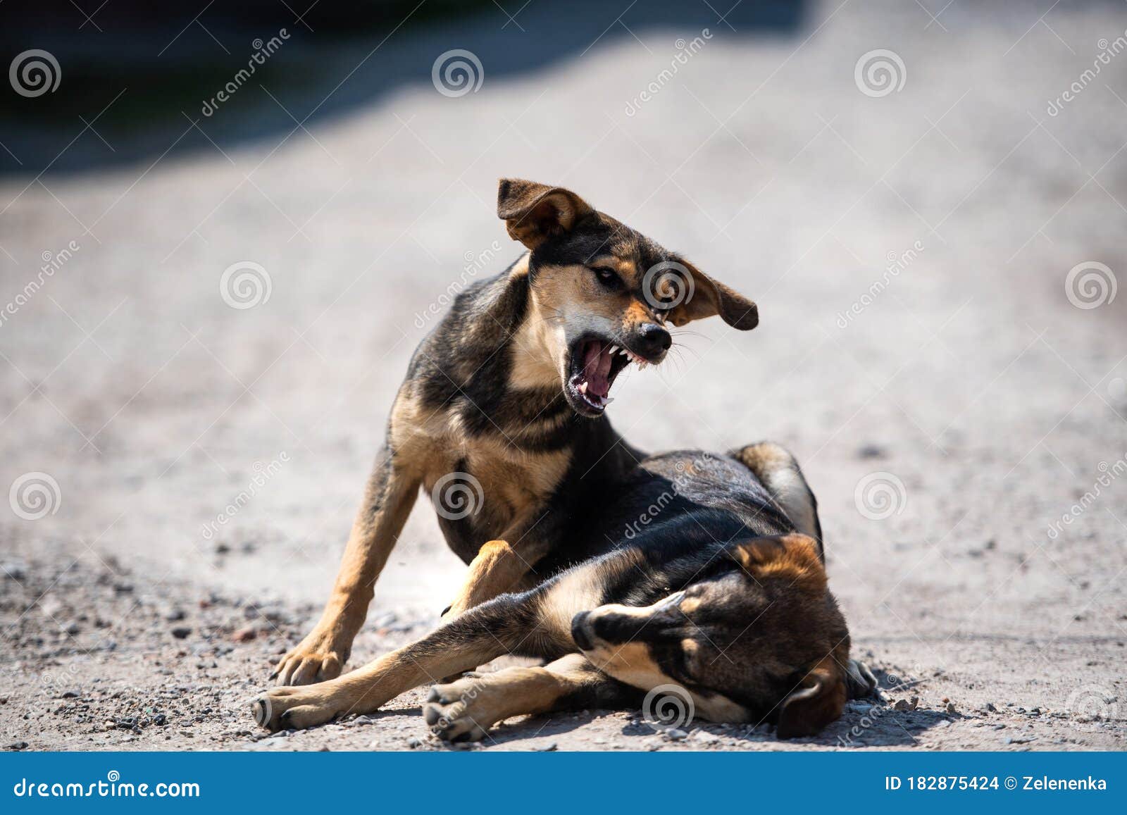Angry Dog Attacks. the Dog Looks Aggressive and Dangerous Stock Photo ...