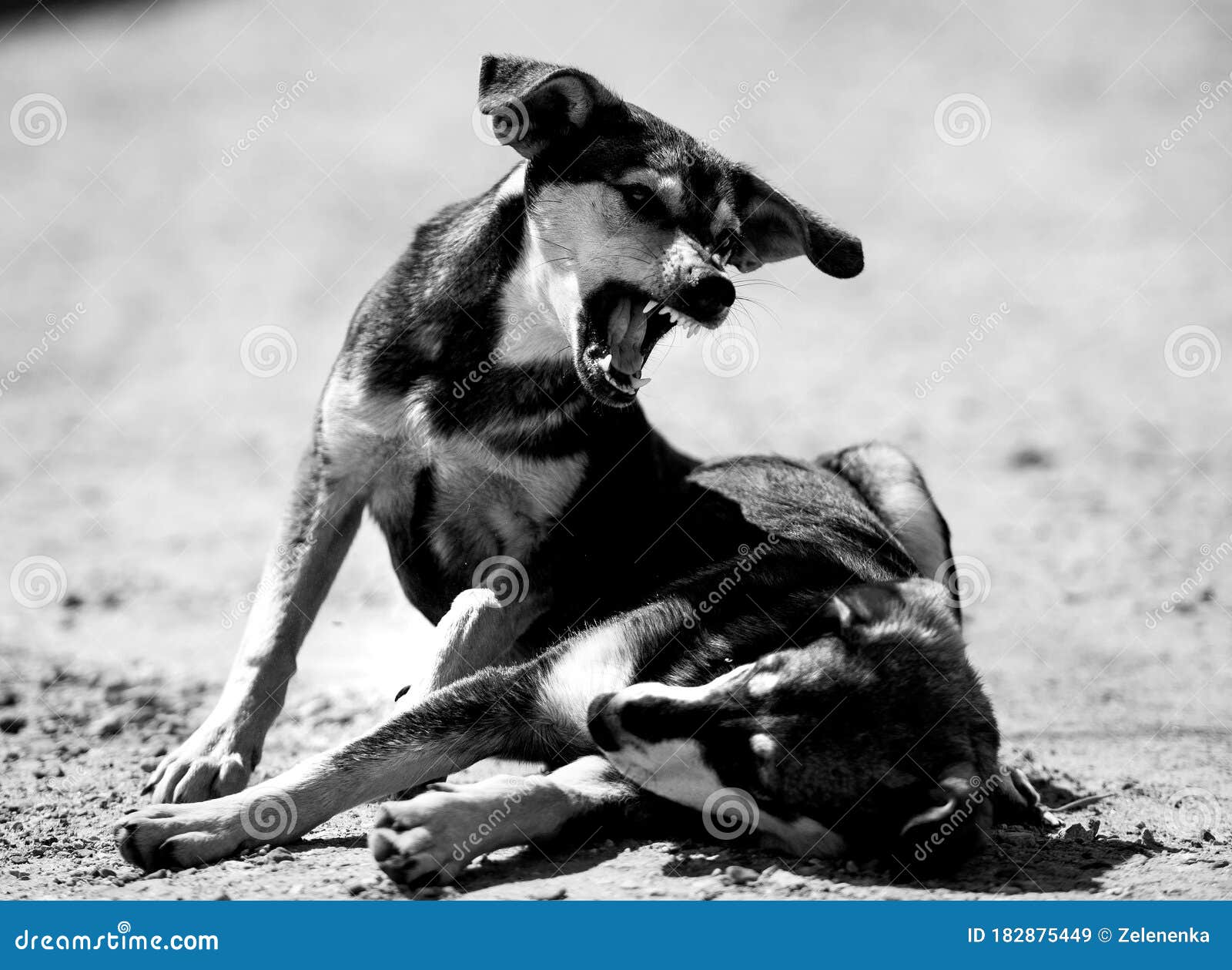 Angry Dog Attacks. the Dog Looks Aggressive and Dangerous Stock Image ...