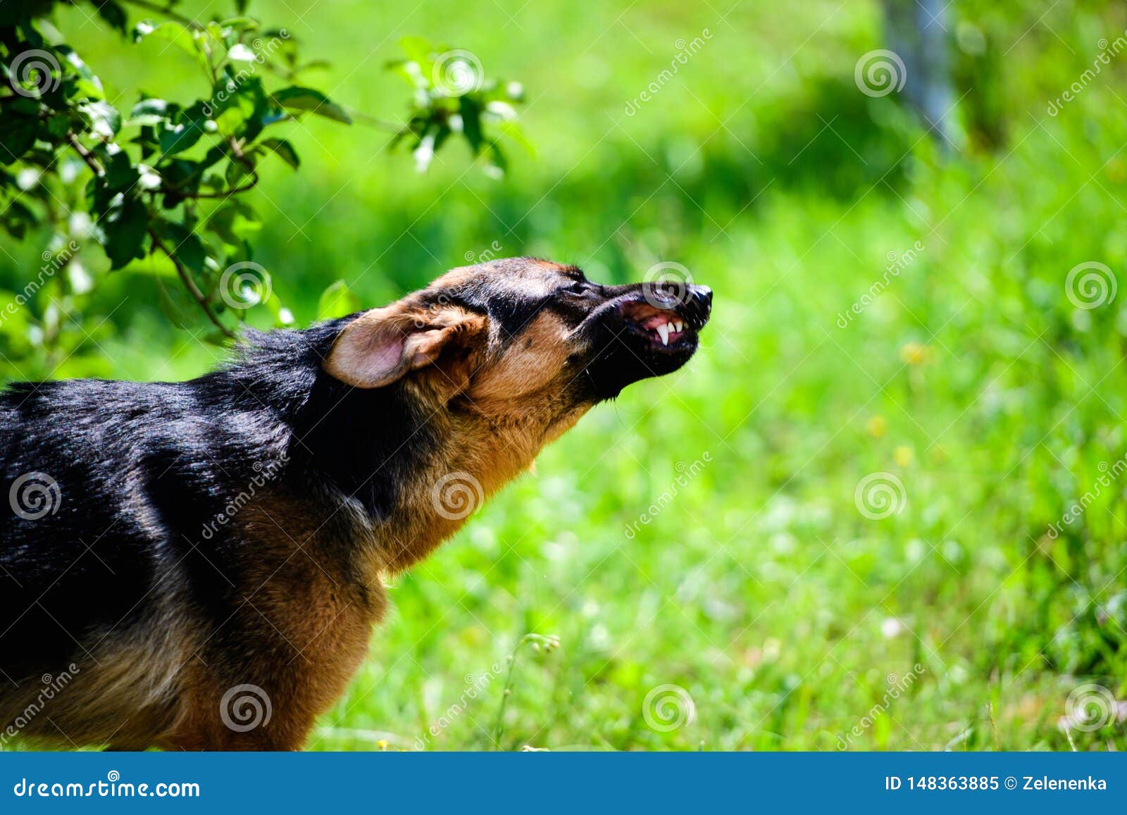 Angry Dog Attacks. the Dog Looks Aggressive and Dangerous Stock Image ...
