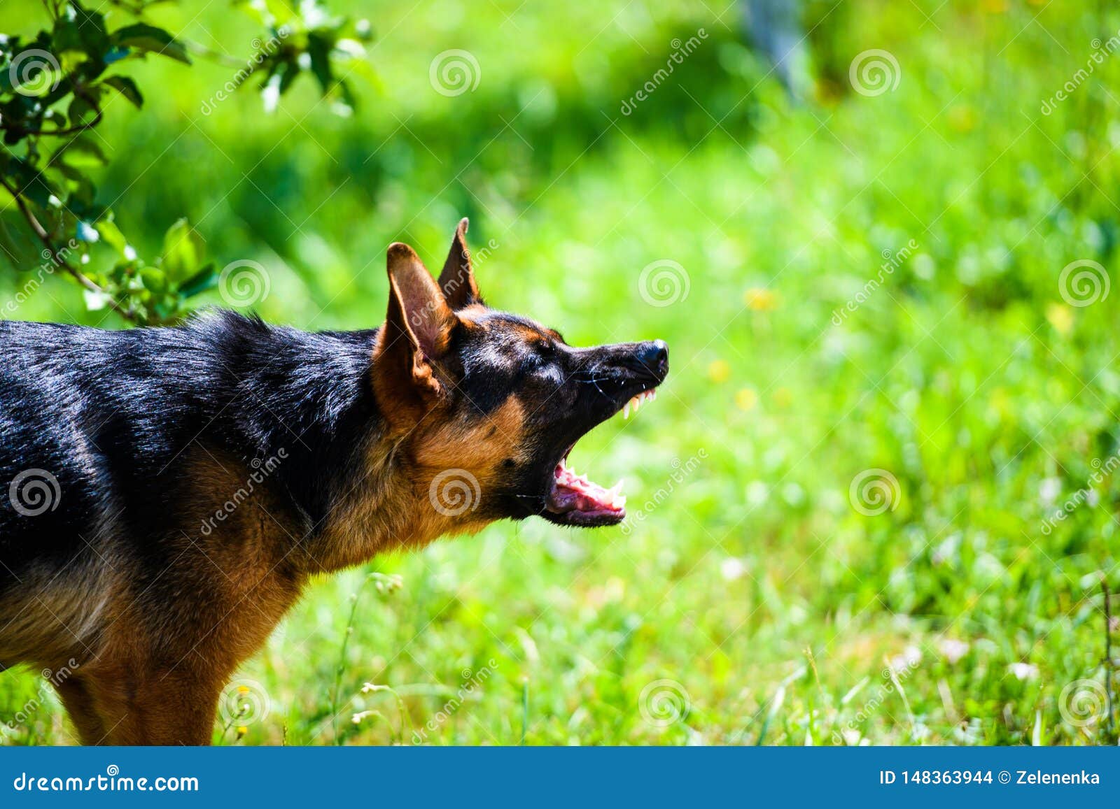 Evil German Shepherd