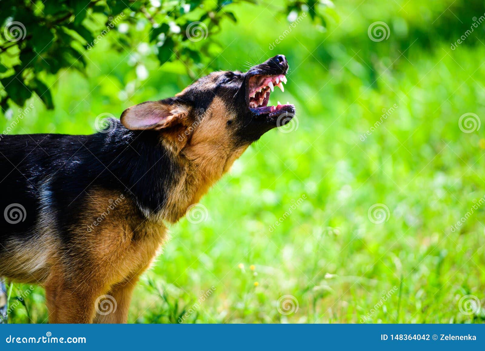 Angry Dog Attacks. the Dog Looks Aggressive and Dangerous Stock Photo ...