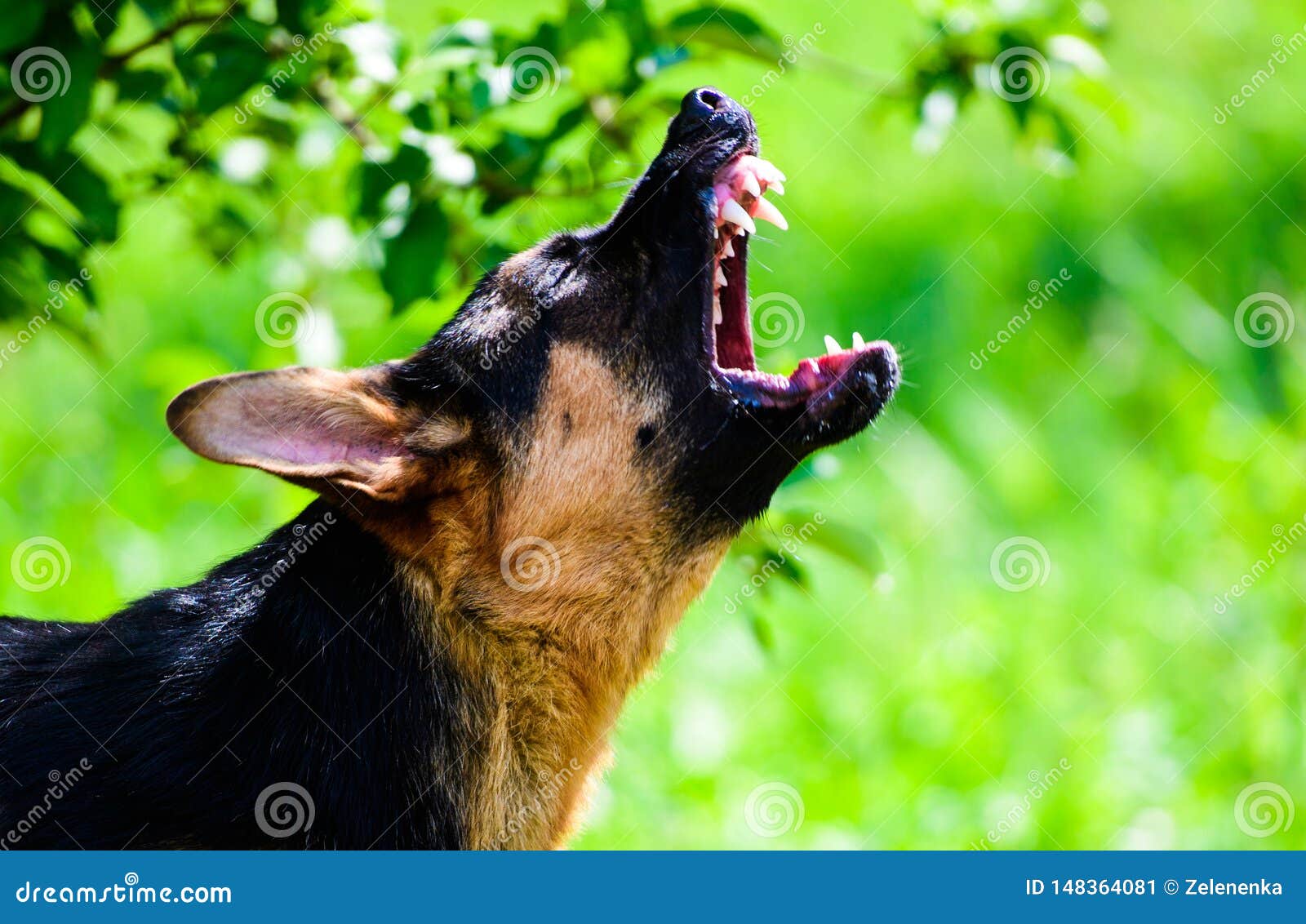 Angry Dog Attacks. the Dog Looks Aggressive and Dangerous Stock Image ...