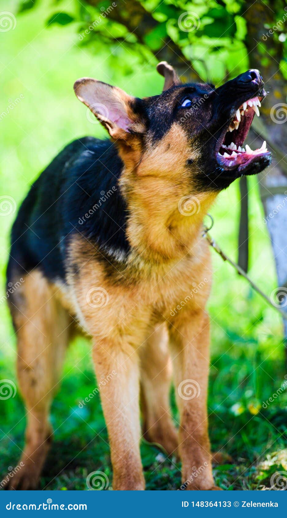 Angry Dog Attacks. the Dog Looks Aggressive and Dangerous Stock Image ...