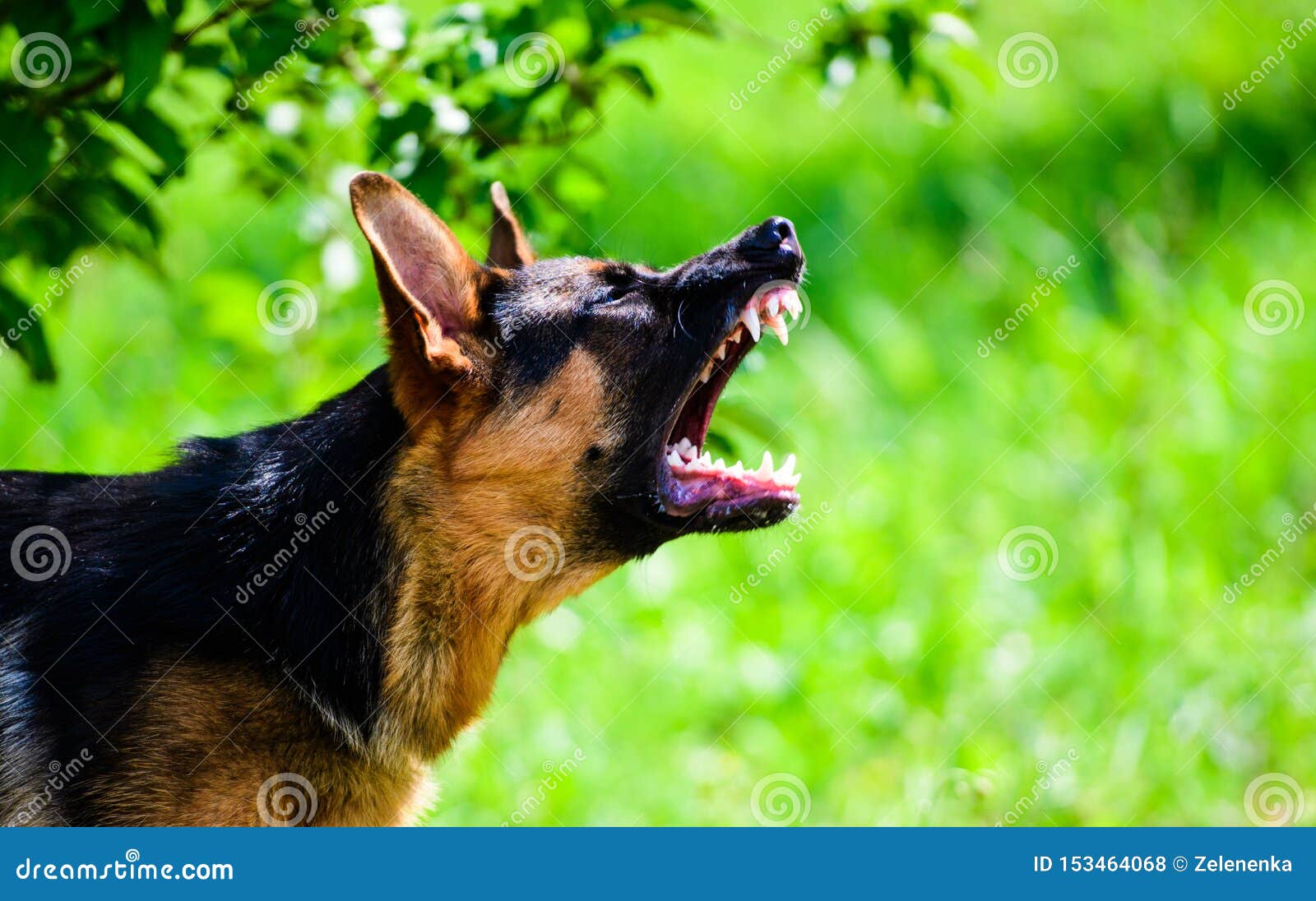 Angry Dog Attacks. the Dog Looks Aggressive and Dangerous Stock Photo ...