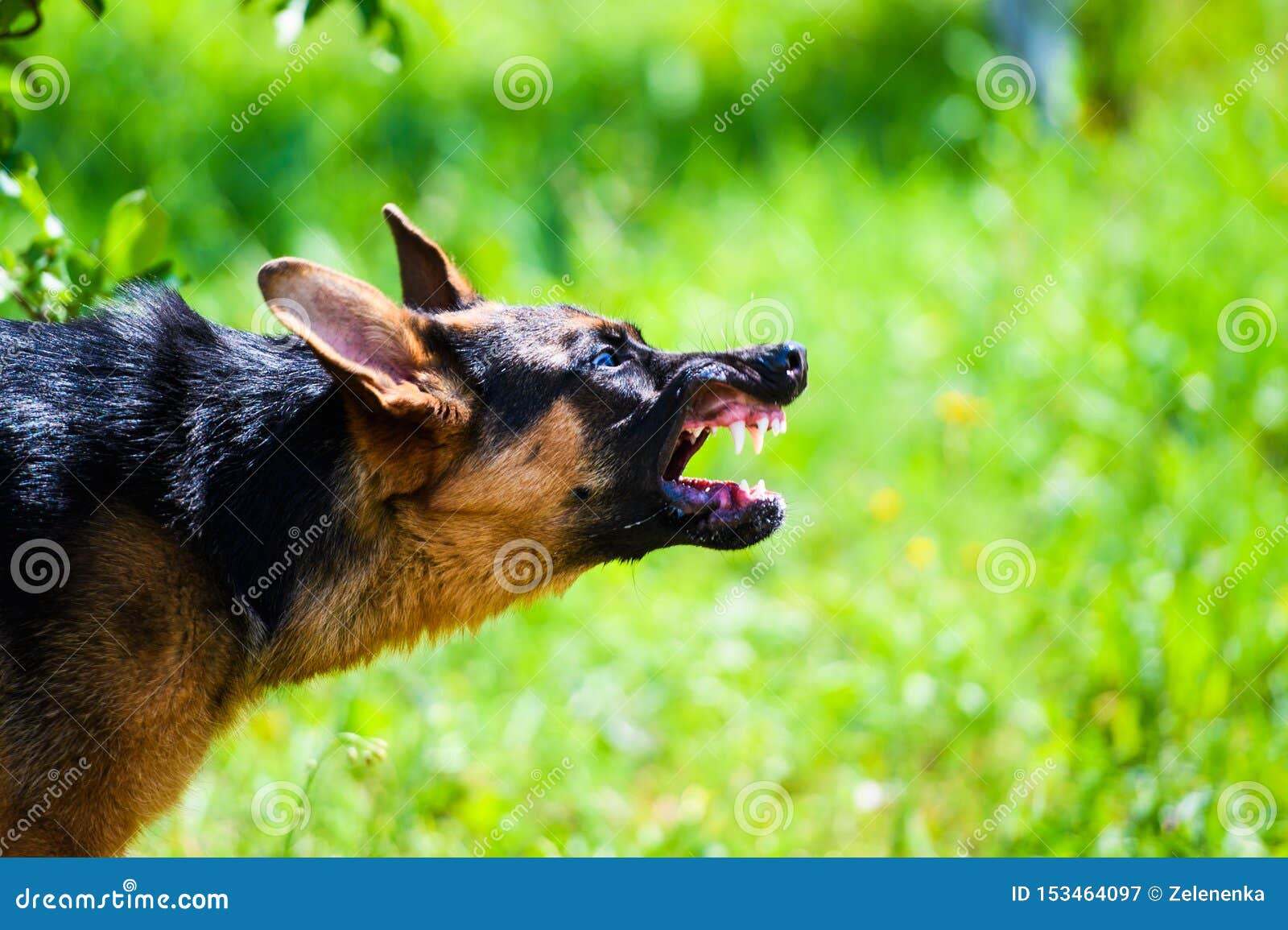 Angry Dog Attacks. The Dog Looks Aggressive And Dangerous Royalty-Free ...