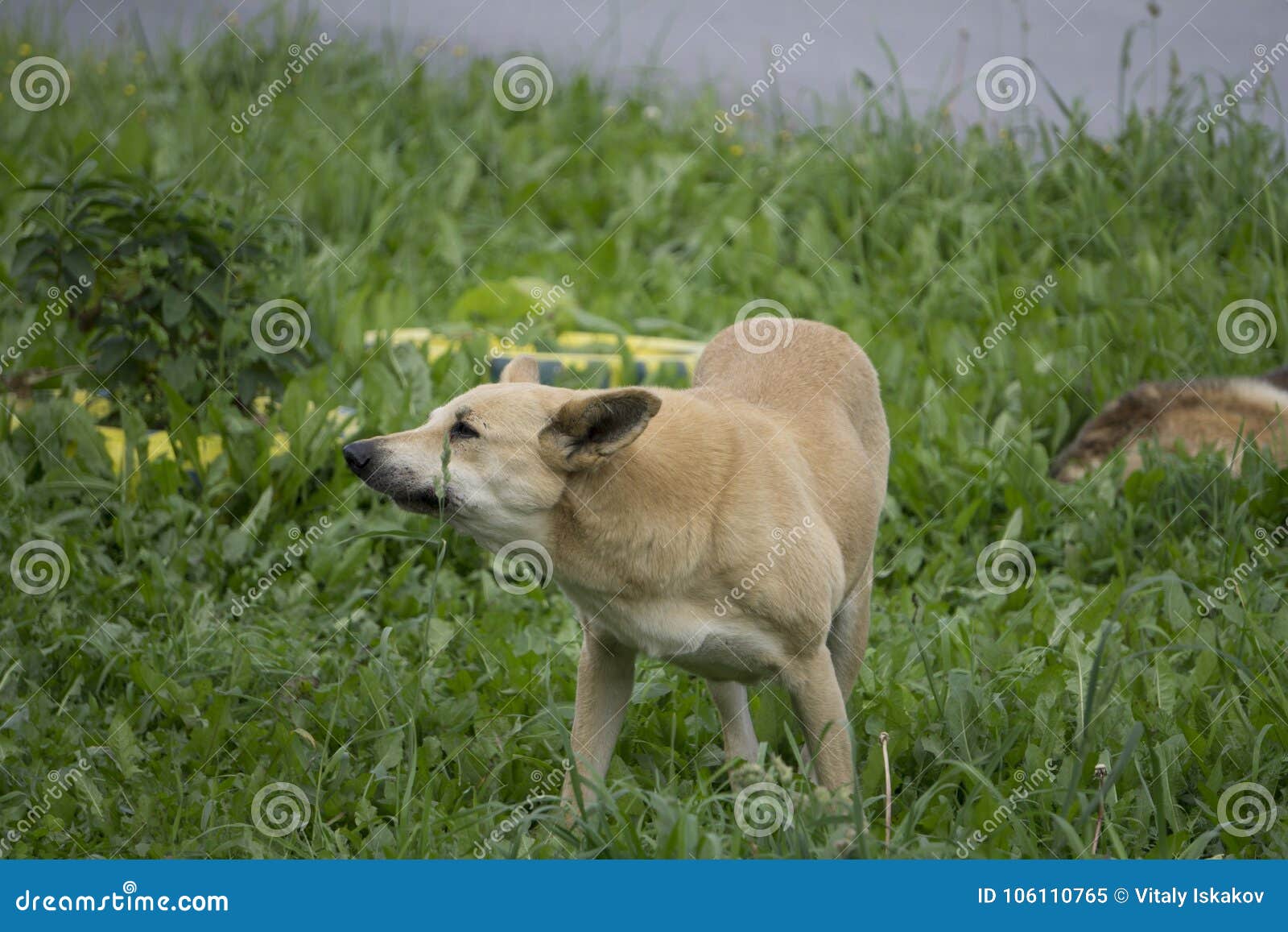 Angry dog with bared teeth stock image. Image of growling - 106110765