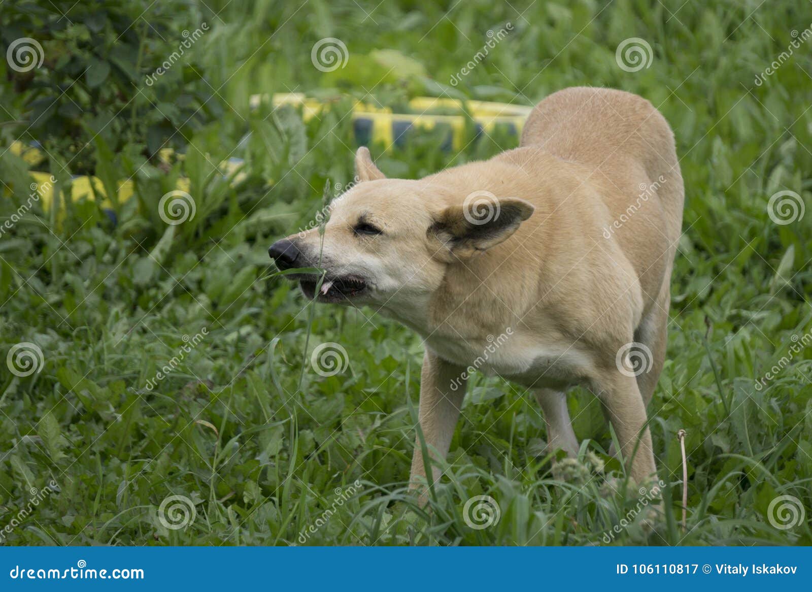 Angry dog with bared teeth stock image. Image of frighten - 106110817