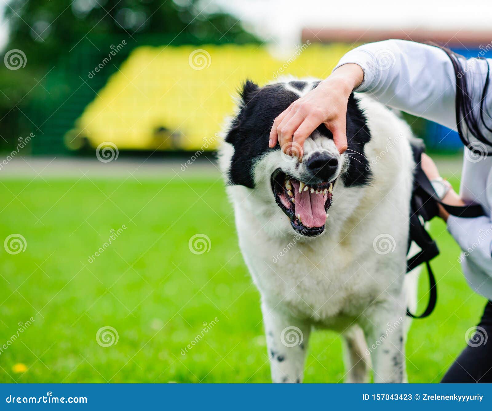 Angry dog with bared teeth stock image. Image of enraged - 157043423