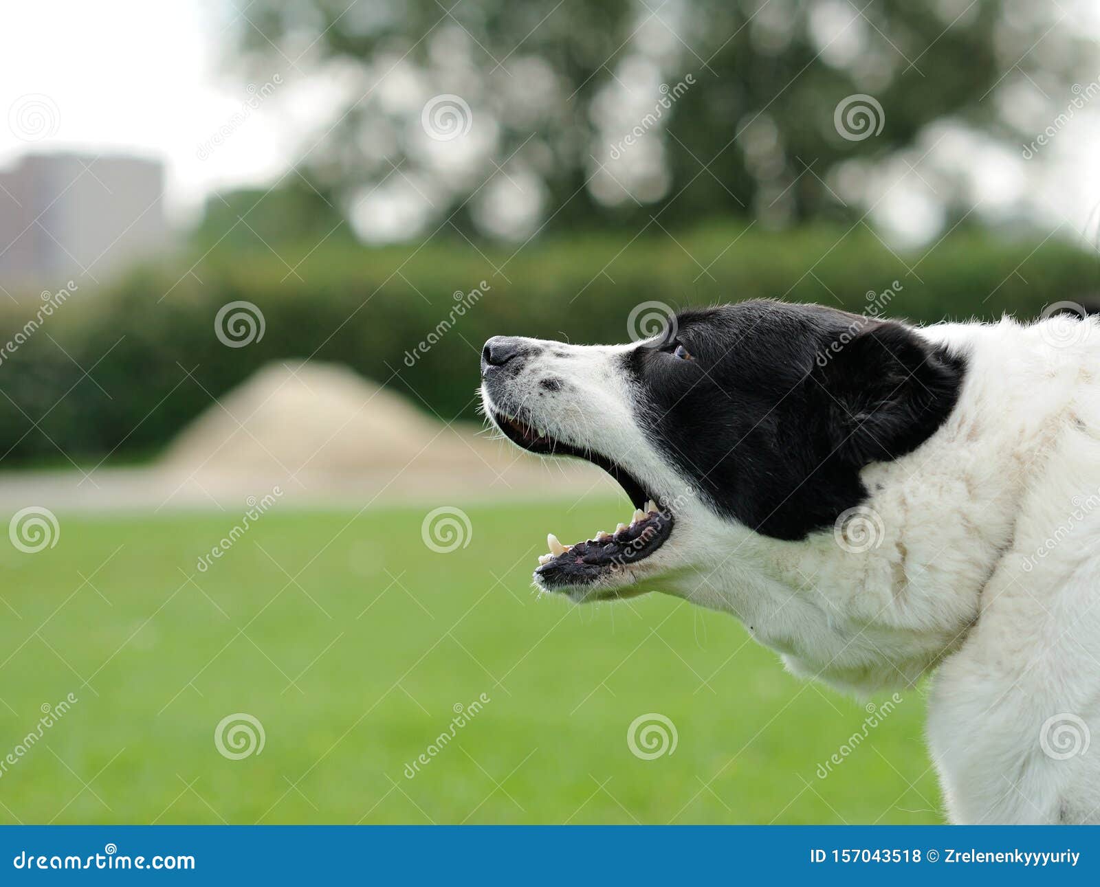 Angry dog with bared teeth stock photo. Image of anger - 157043518