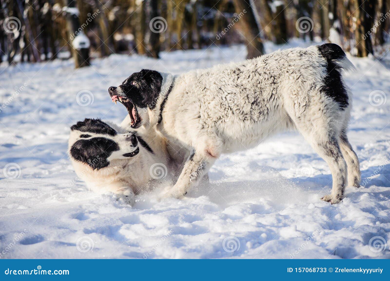 Angry dog with bared teeth stock image. Image of protection - 157068733
