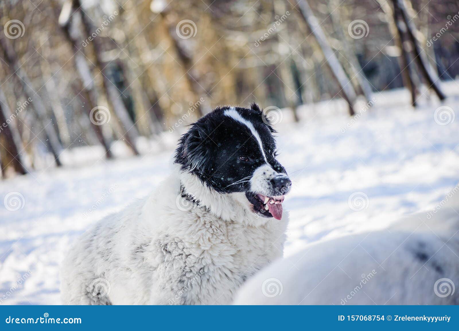 Angry dog with bared teeth stock photo. Image of animal - 157068754