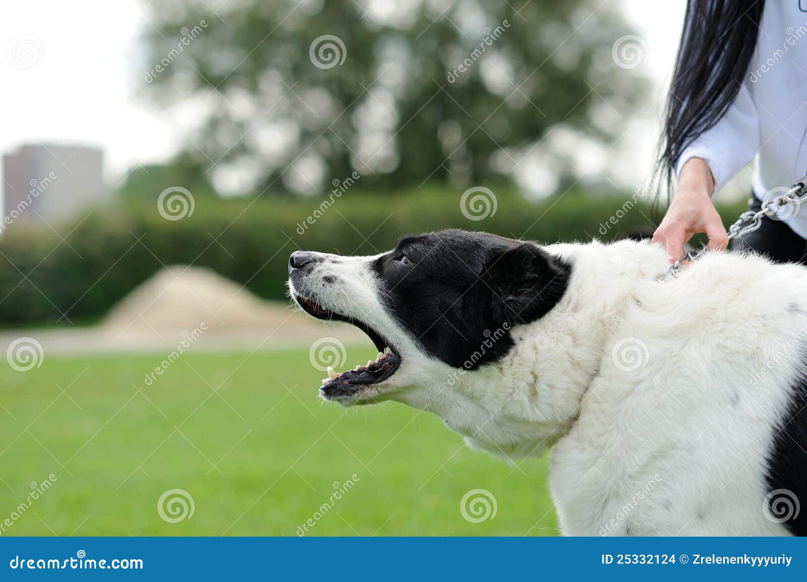 Angry dog with bared teeth stock photo. Image of canine - 25332124
