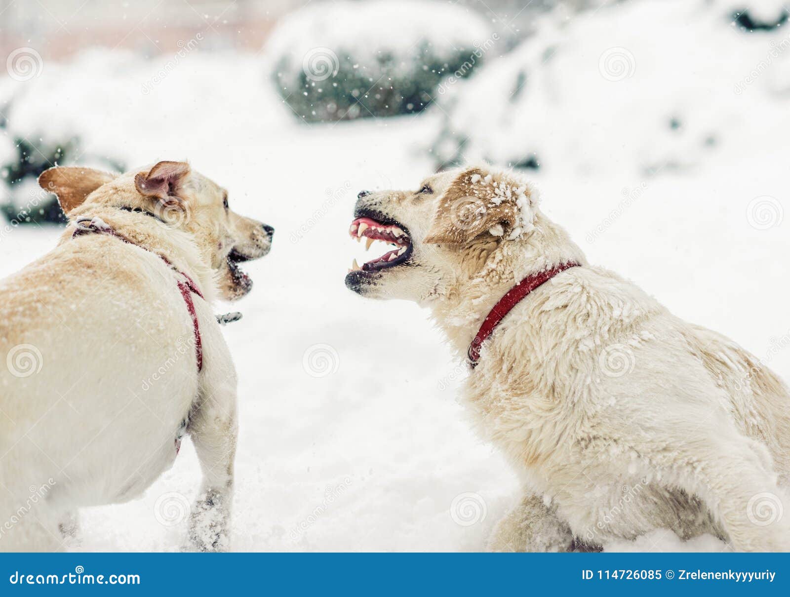 Angry dog with bared teeth stock image. Image of animal - 114726085