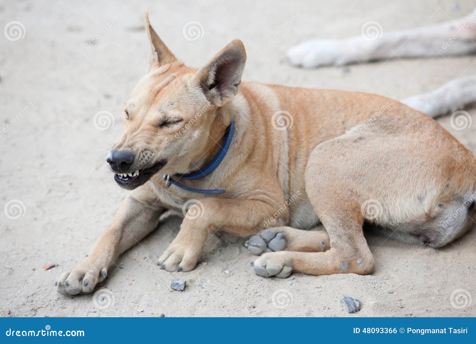 Angry dog with bared teeth stock photo. Image of bared - 48093366