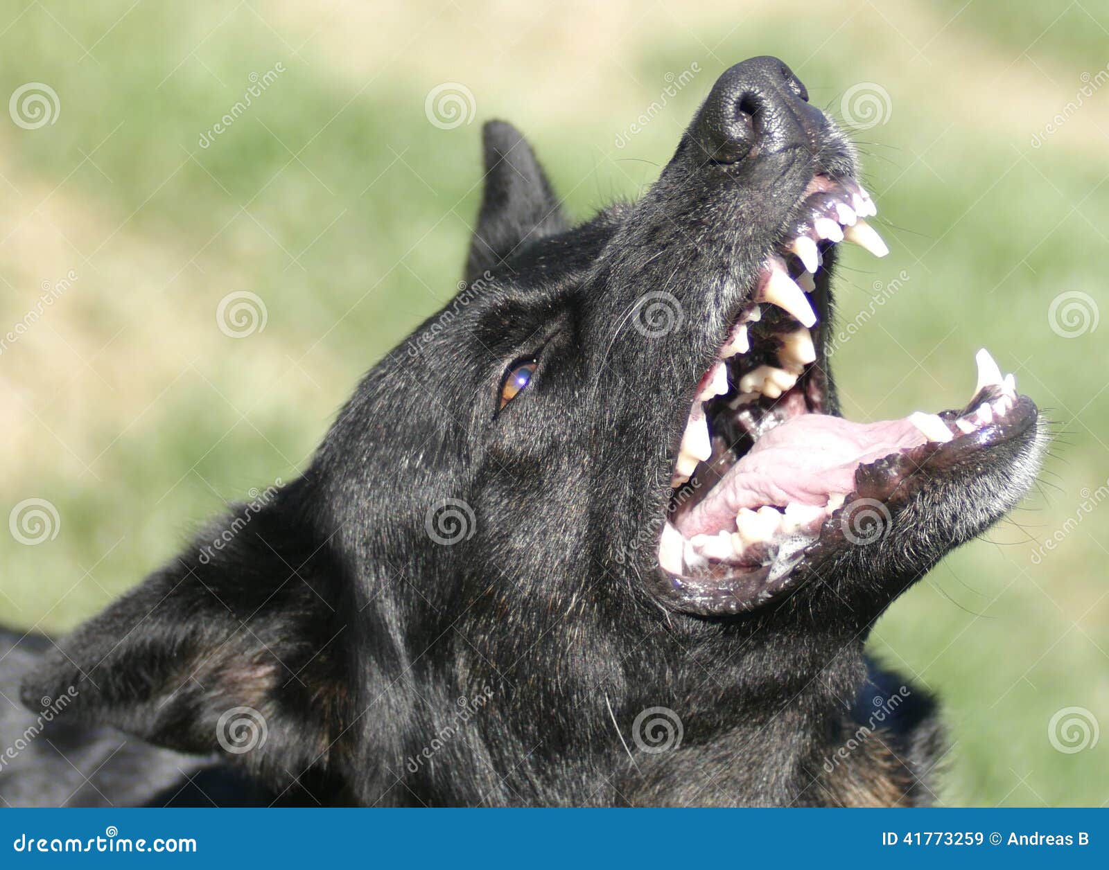 Angry Black German Shepherd