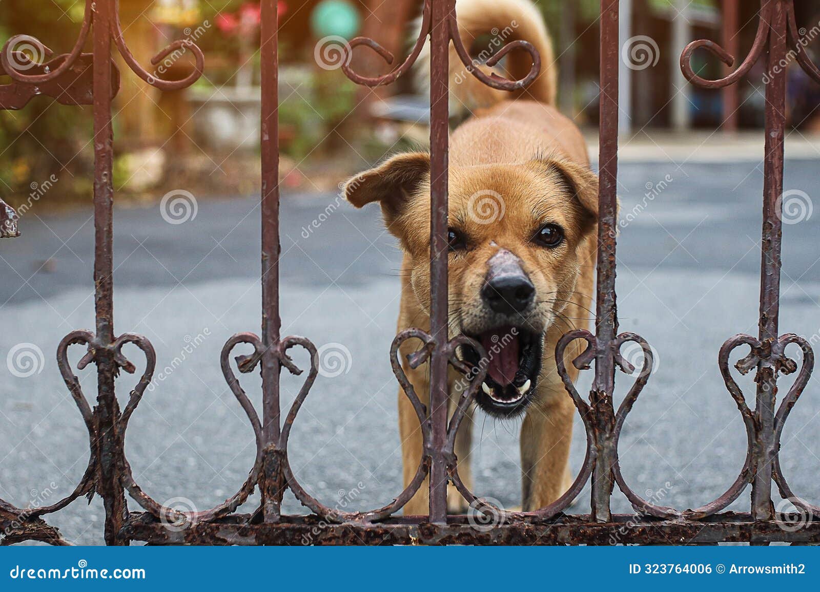 Angry Dog is Barking Inside the Fence Stock Photo - Image of design ...