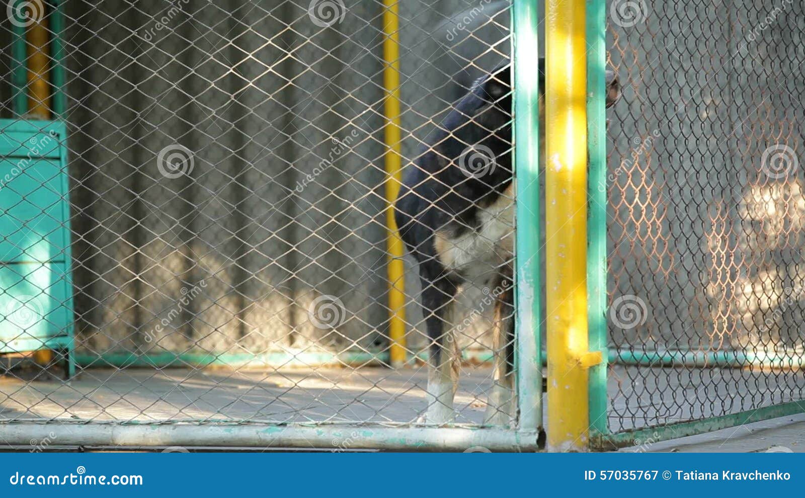 Angry Dog stock video. Video of animal, sunlight, cage - 57035767