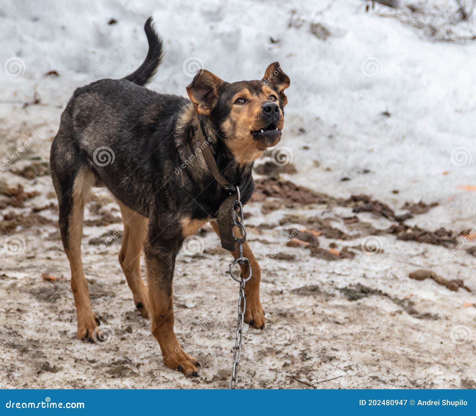 Angry dog on a chain stock image. Image of gray, breed - 202480947