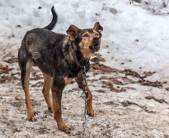 Angry dog on a chain stock image. Image of gray, breed - 202480947